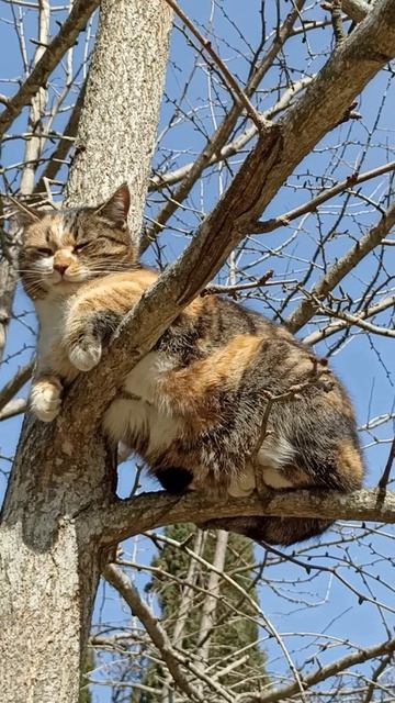 Хочу научиться пофигизму у этого кота