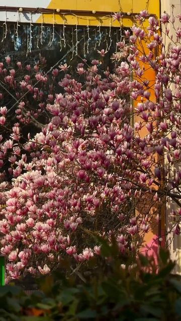 Ялта весной — это настоящее чудо природы