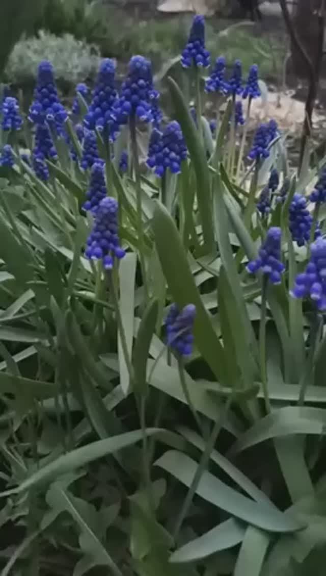 Роскошные мускари 2024