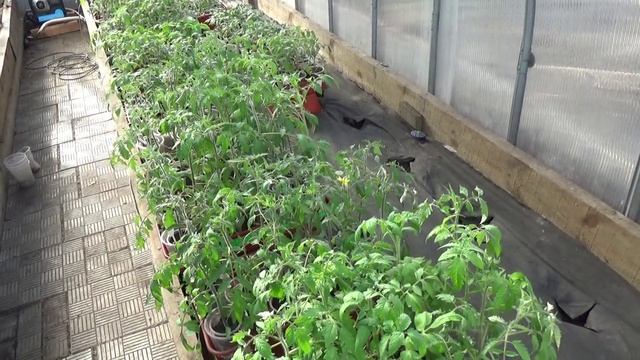 Какое понижение температуры могут выдержать томаты? Ответ на вопрос зрителей.