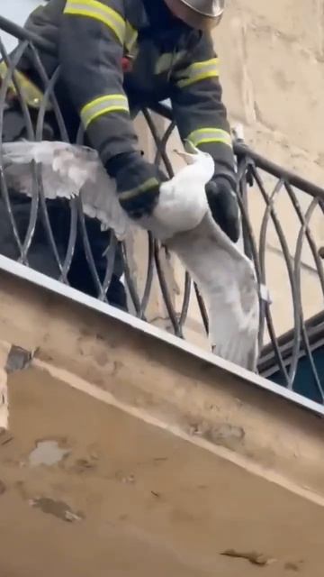 Как в Петербурге чайку спасали На Арсенальной набережной