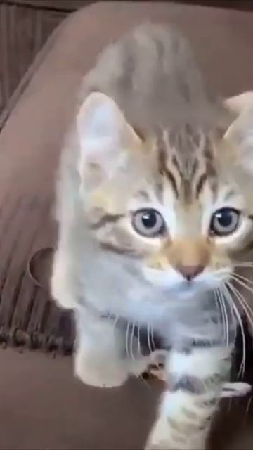 Смешные коты #117-3