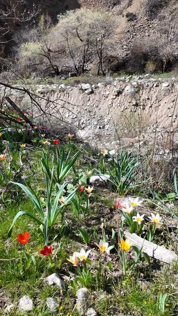Водопад Пальтау и тюльпаны как в сказке  🌷 Успей за 10 дней!