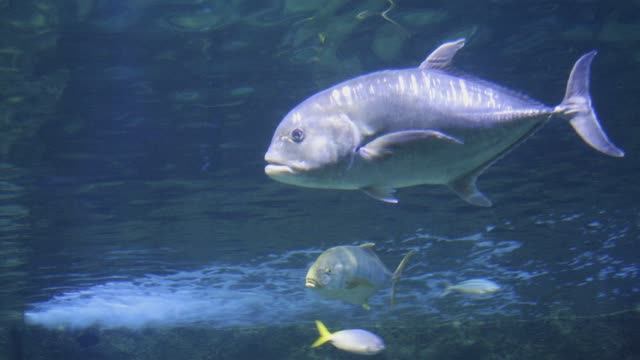 Сиднейский аквариум — одна из главных достопримечательностей Австралии. SEA LIFE Sydney Aquarium.