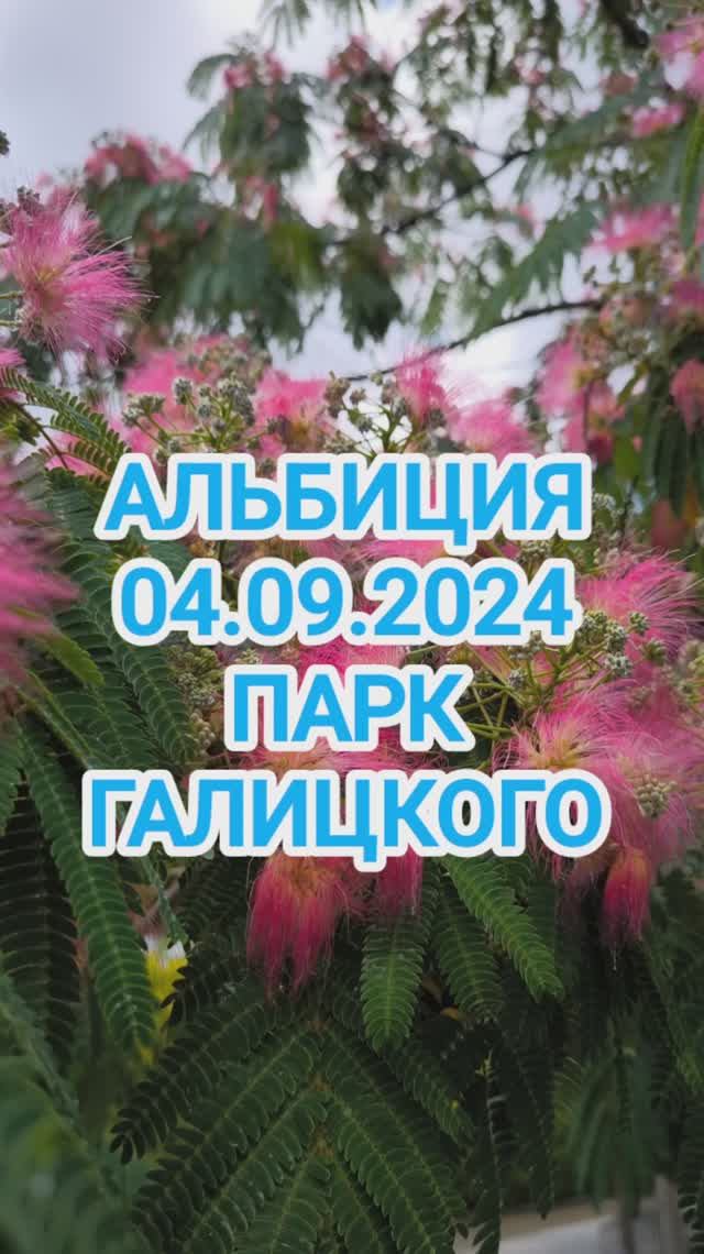 🌸РОСКОШНАЯ АЛЬБИЦИЯ ПРОДОЛЖАЕТ ЦВЕСТИ В ПАРКЕ ГАЛИЦКОГО ОСЕНЬ СЕНТЯБРЬ КРАСНОДАР