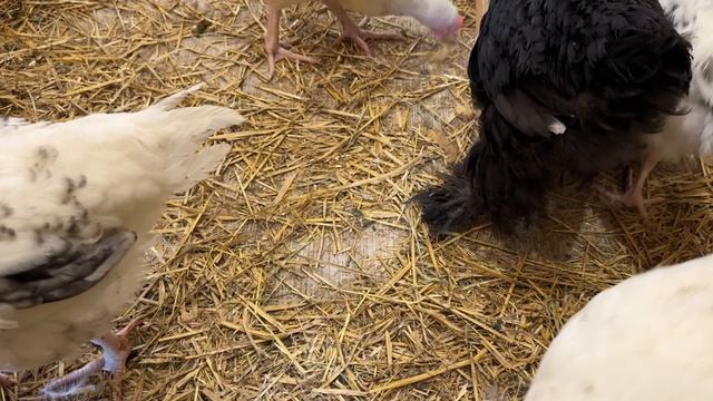 3 апреля. Обзор