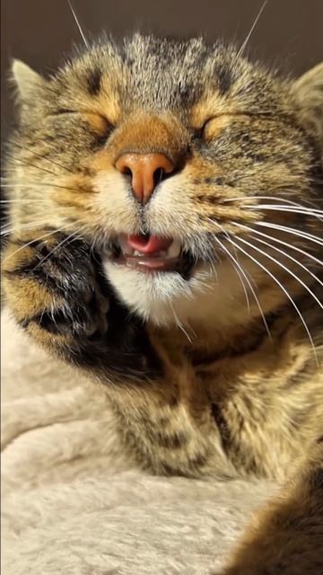 #кот; #котик; #котики;