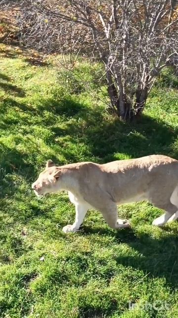 Львиный парк Тайган. КРЫМ...