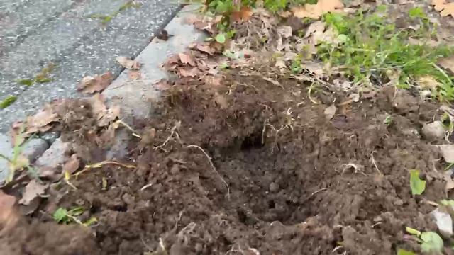 Уничтожение кротов,как мы работаем!