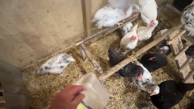 Пушкинские и кохинхины