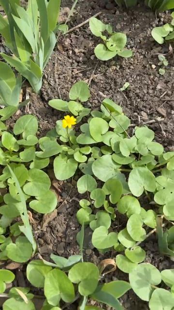 ДНР. Харцызск. 03.04.2026. Цветы у дома. Лютик весенний