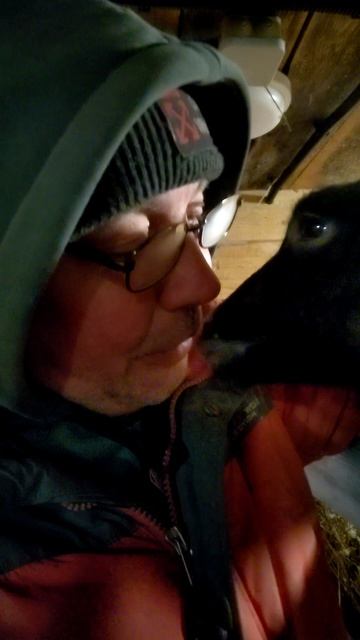 Весна близко. Бараны готовятся к выходу 🌱🐑