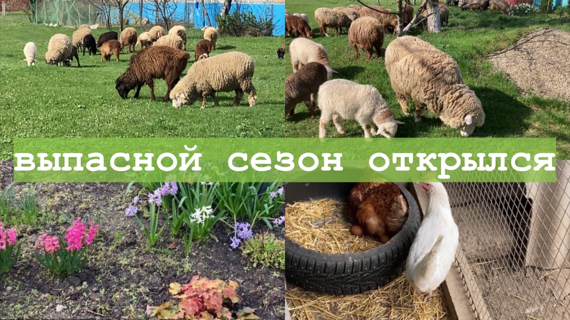 Жизнь в Адыгее/Кудряшки на выгуле/Работать не дает/ Весточка о Ральфе/ Катарантус /Зацветает абрикос