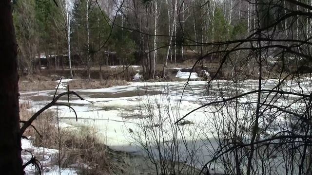 Муромцево 4 апреля  2026г  За вербочками