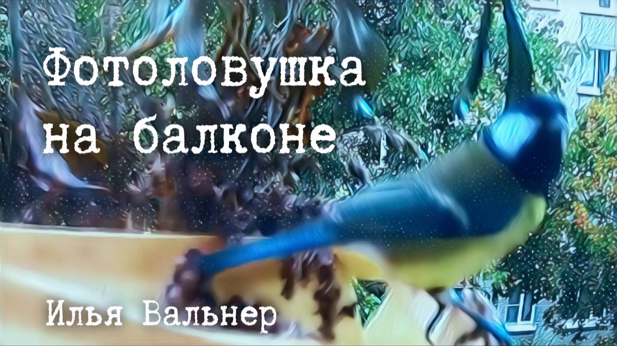Птички в кадре фотоловушки!