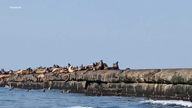 Поездка в Невельский район. Сивучи.mp4