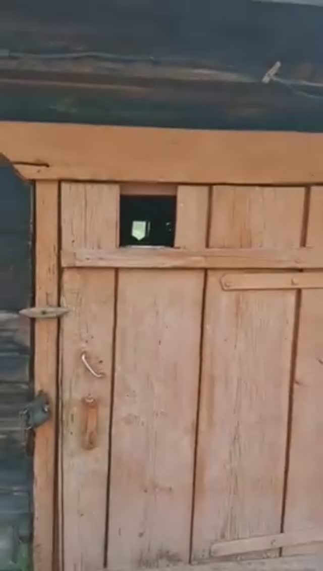 Птенцы ласточек как страусята [2024