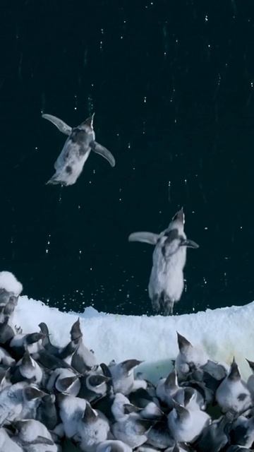 Рожденный плавать летать не хочет...