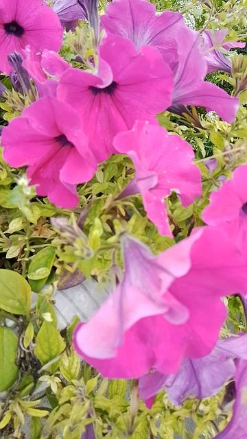 Нежность лепестков