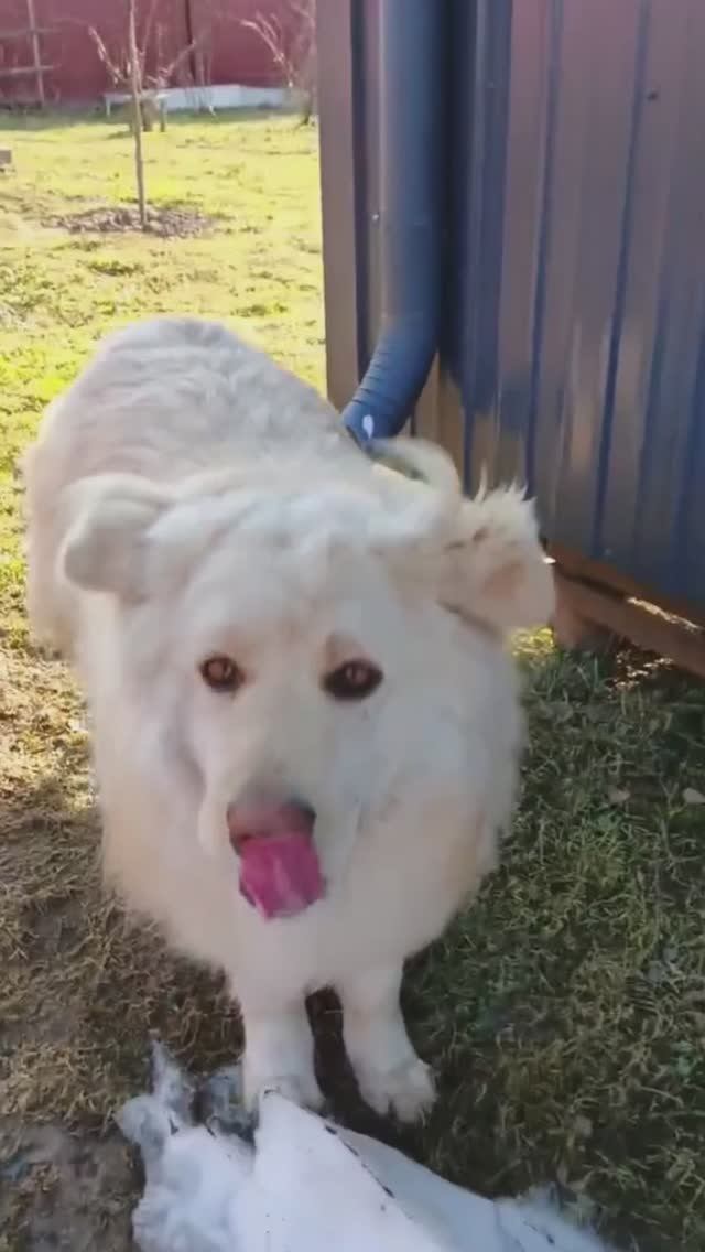 Ричик сожалеет о растаявшем снеге