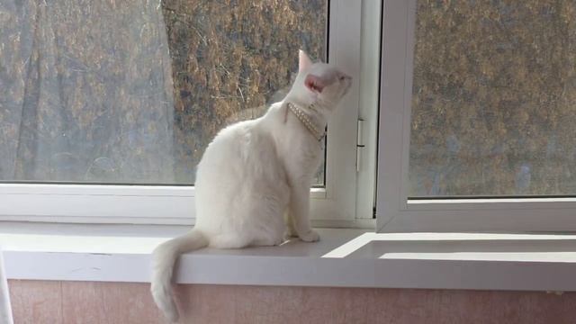 Милка нюхает весну