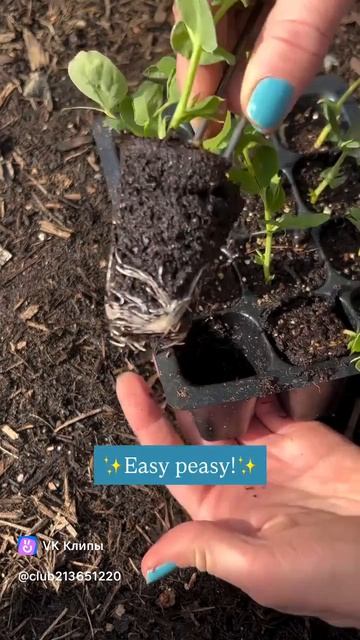 Как просто вытащить растение из кассеты