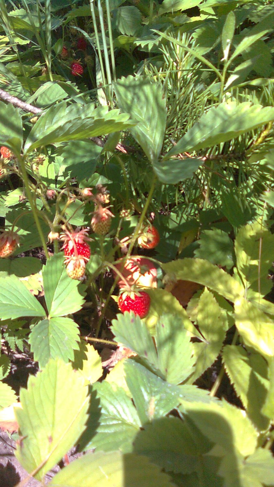 Мороз в Сибири