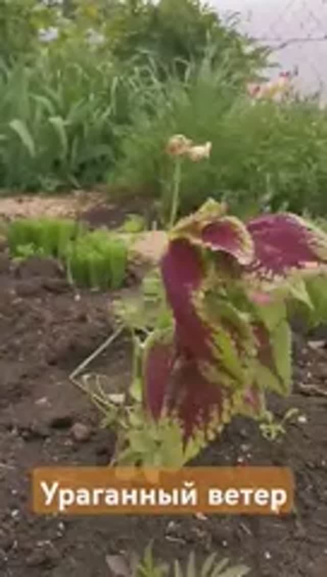 Ураганный ветер в саду 2024
