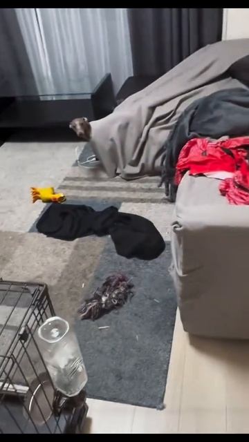 подборка собак, попавших в неловкую ситуацию