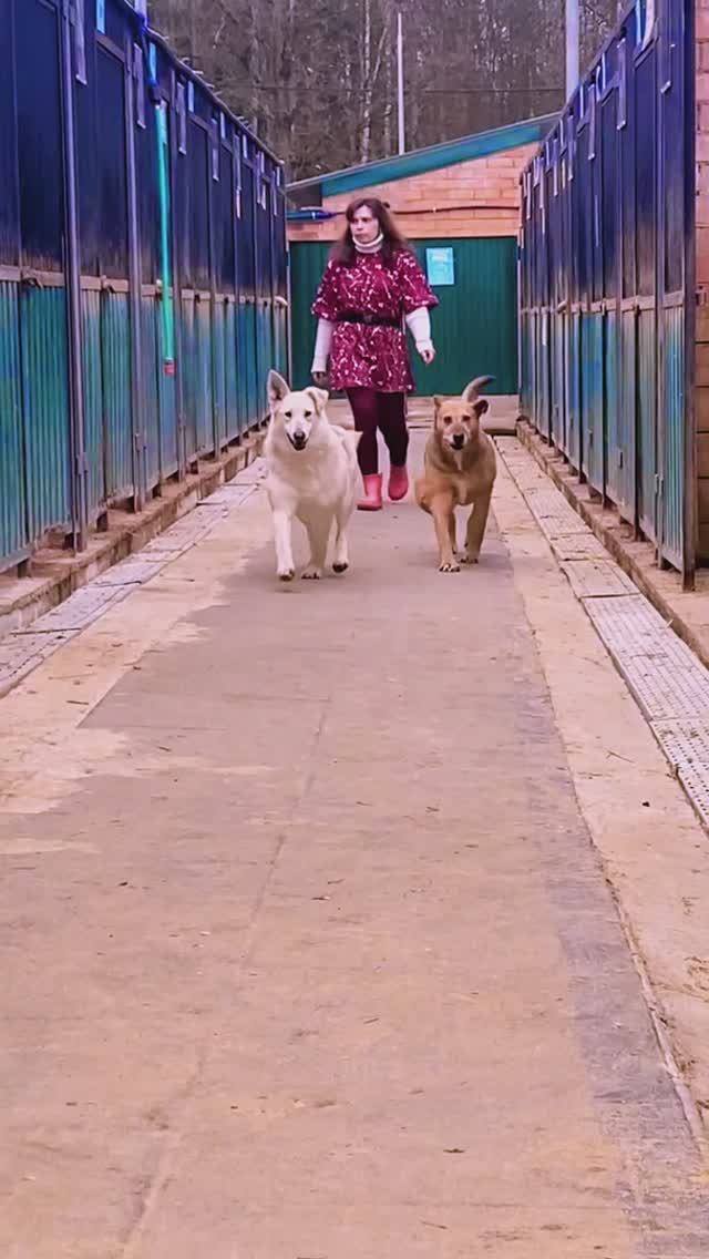 "Идёшь? Я за тобой!" ❥ Приют в Малинках #приютдляживотных