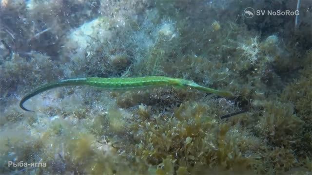 Что защищает представителей рода Обыкновенные морские иглы (Common pipefishes) — Syngnathus ?