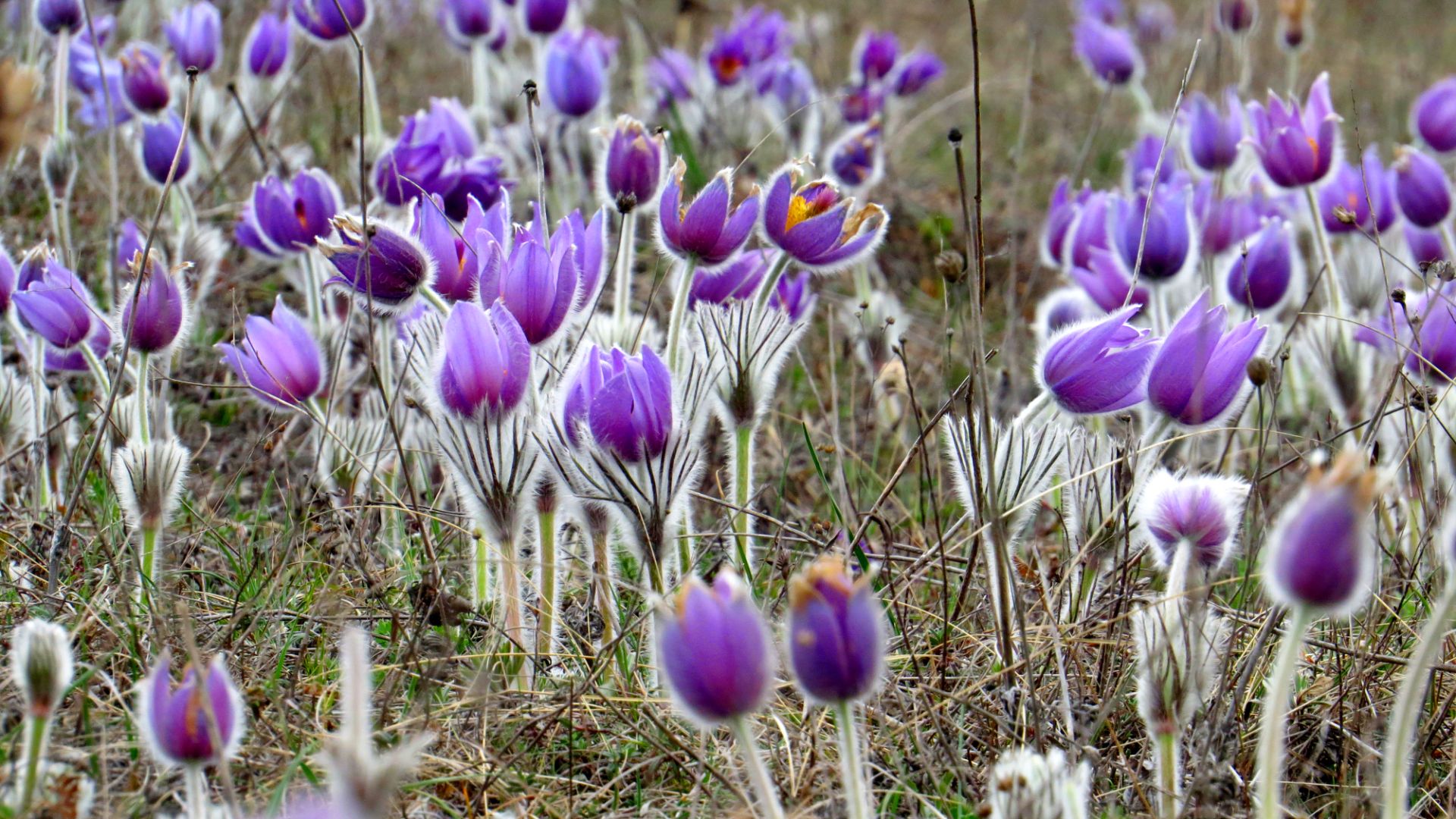 ВЕСНА! Цветы и птицы.