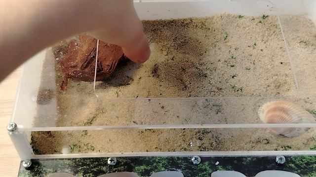 Уборка в формикарии для муравьёв