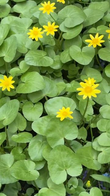 ДНР. Харцызск. 04.05.2025. Цветы у дома. Лютик весенний