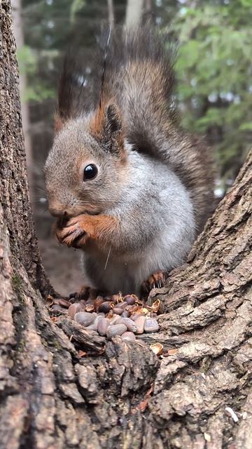 Белка очень любит кедровые орешки