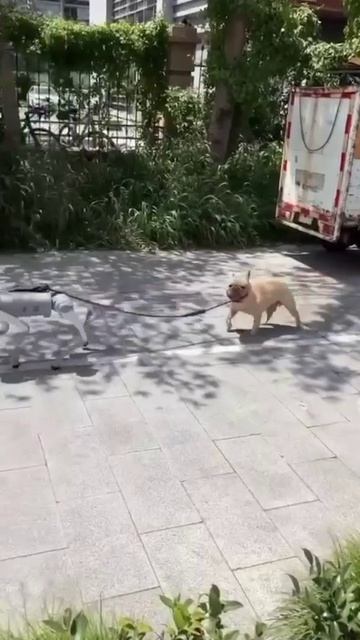 Собака... выгуливает собак