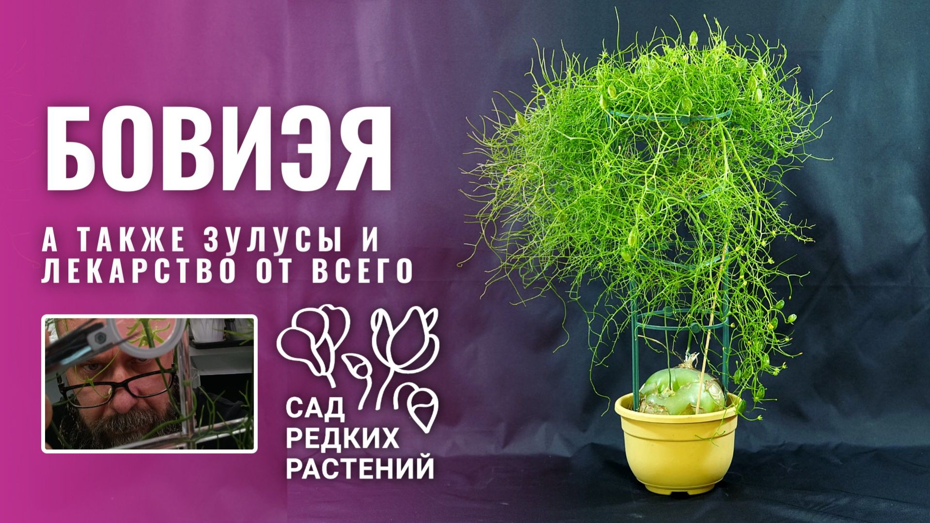 Бовиэя, зулусы и лекарство от всего. Редкие коллекционные луковичные растения на подоконнике