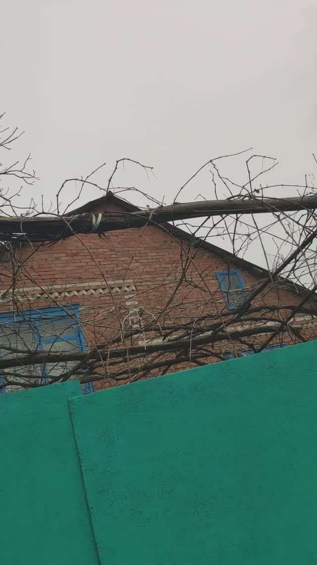 Что будет, если не обрезать виноград...