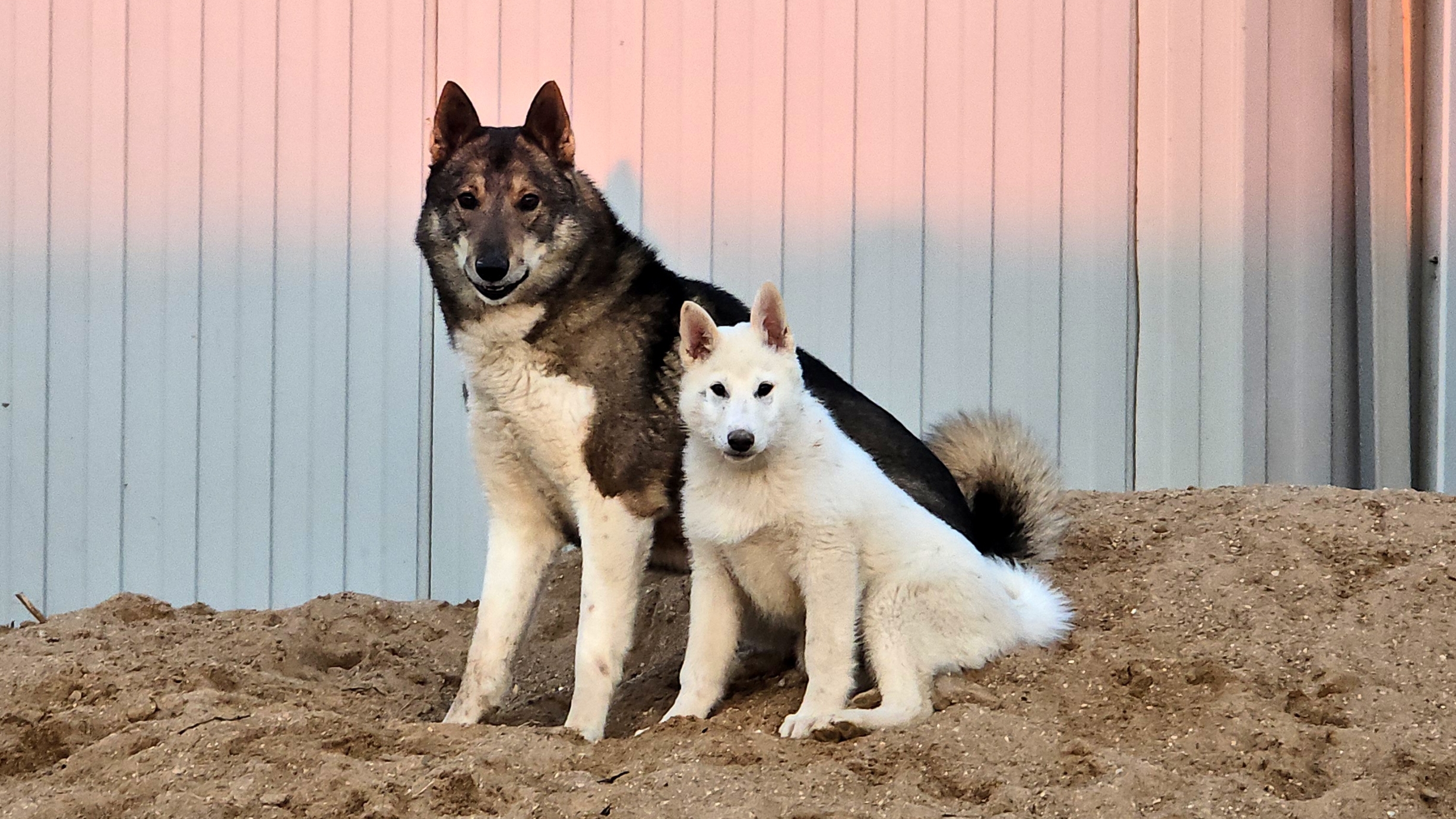 Энергия лаек