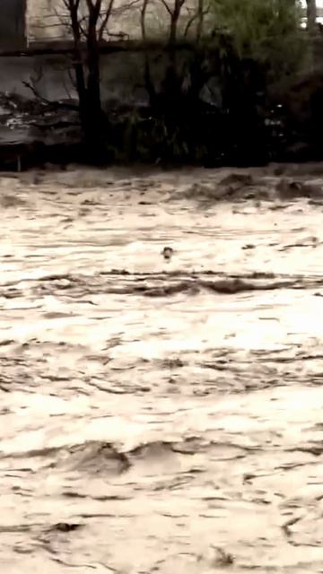 Люди спасают животных в Дагестане во время наводнения