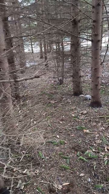 Белка ищет спрятанные орехи