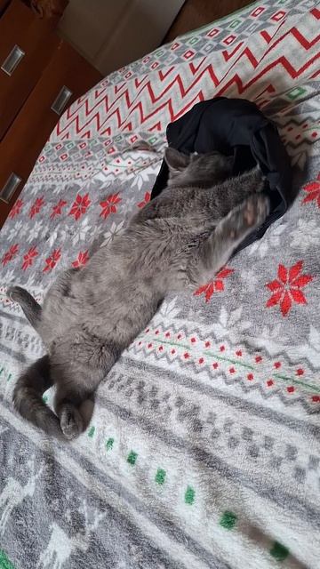 Как тебе не стыдно ? !