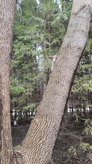 Белка наелась и ушла