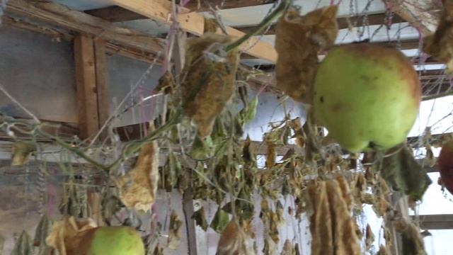 Сказка для внучек и не только