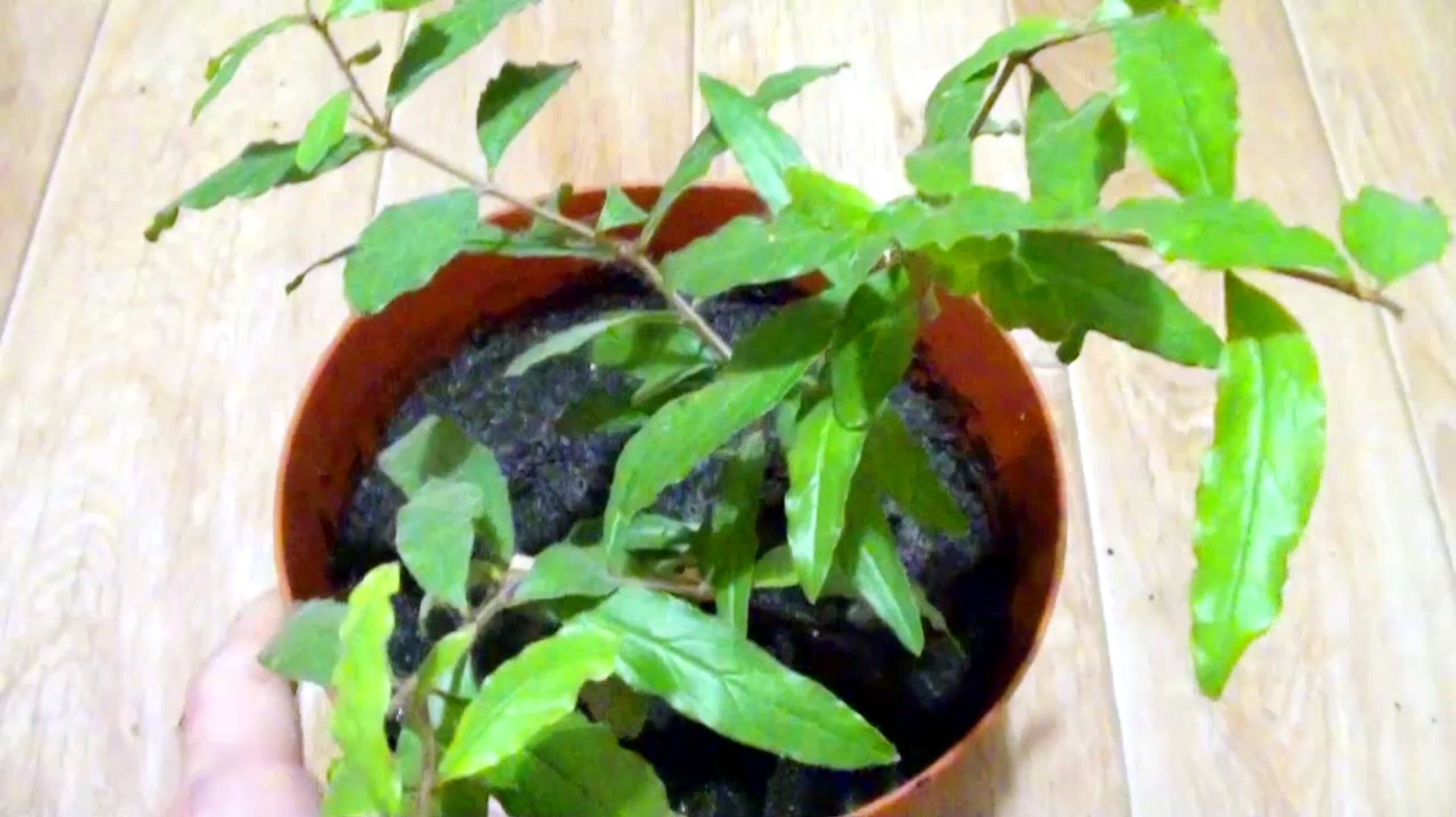 Как вырастить гранат из косточки дома