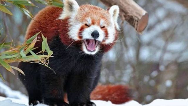 Песенка (ждала Я) Михаил Щербаков