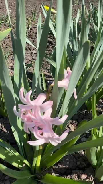 ДНР. Харцызск. 05.04.2026. Цветы у дома 😊 И утро изумительное,праздничное. Эпизод 2