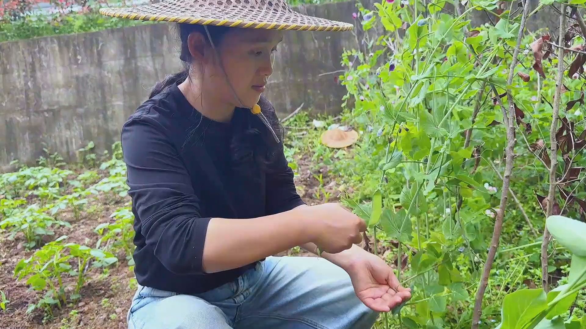 Сяо Ли - Выращивание овощей в деревне так исцеляет