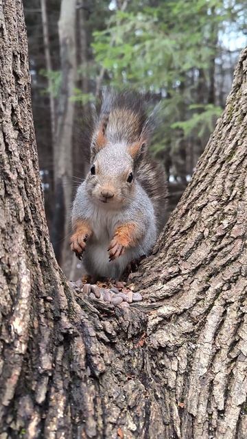 Белка грызёт кедровые орешки
