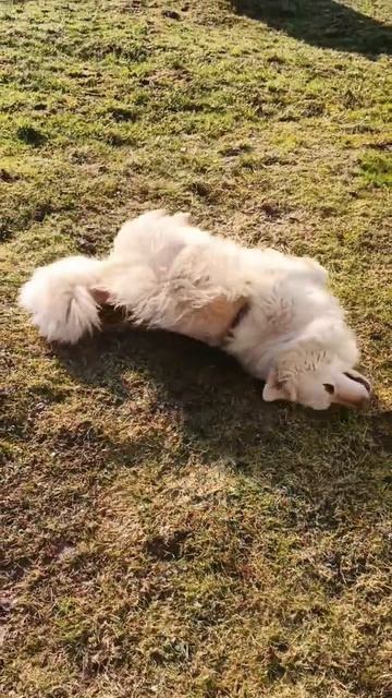 Пес Ричик ❤️